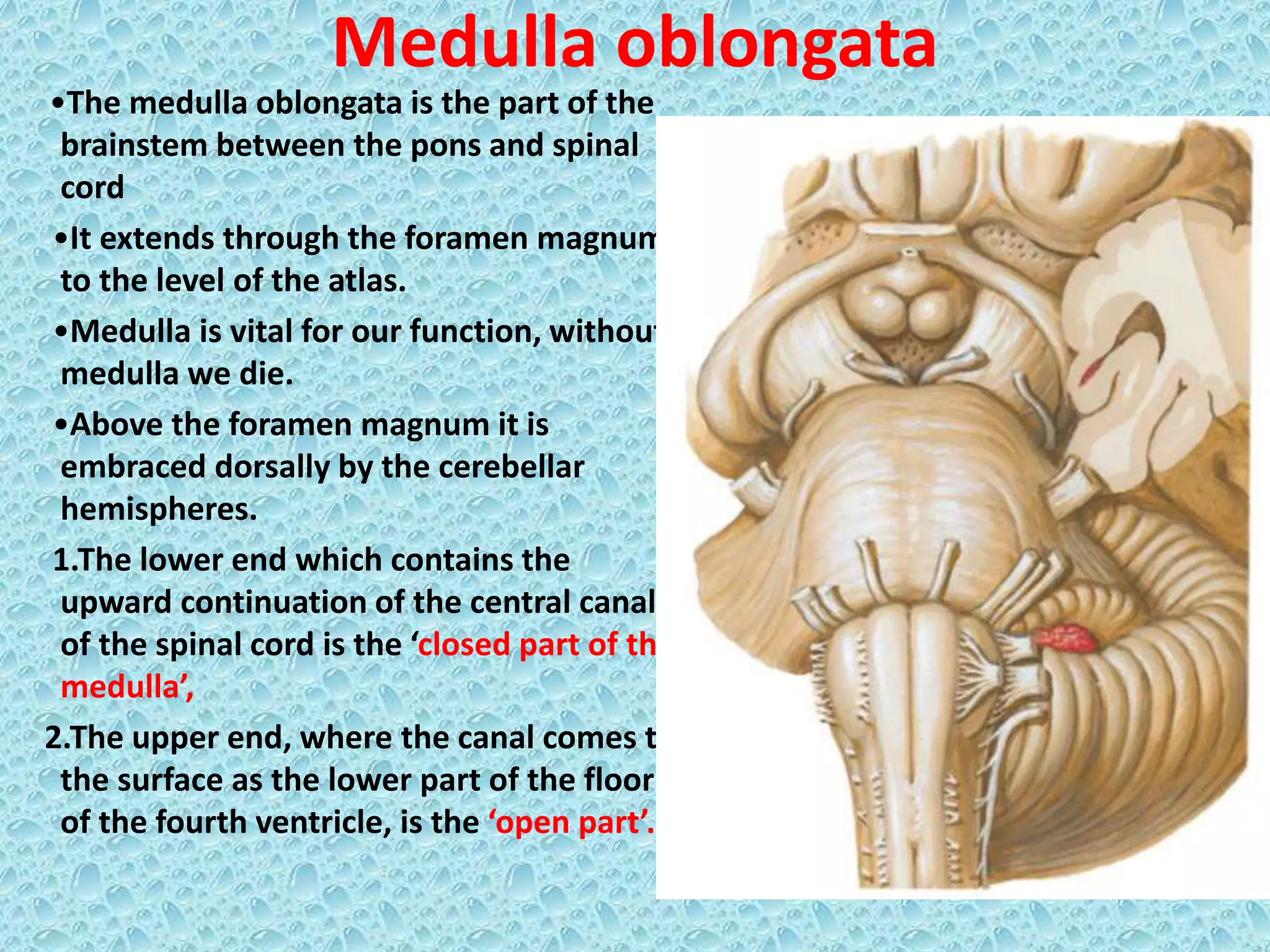 Detailed Anatomy of Medulla Oblongata ppt | PPTX
