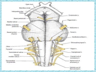 Detailed Anatomy of Medulla Oblongata ppt | PPTX