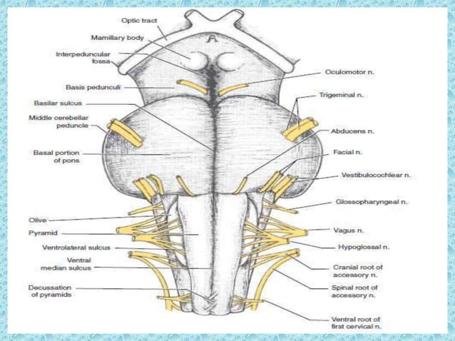 Detailed Anatomy of Medulla Oblongata ppt | PPTX | Brain and Nervous ...