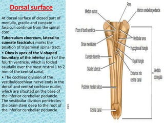 Detailed Anatomy of Medulla Oblongata ppt | PPTX