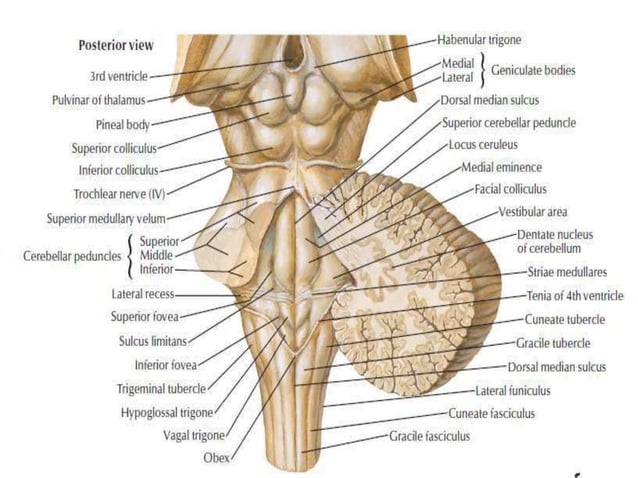 Detailed Anatomy of Medulla Oblongata ppt | PPTX | Brain and Nervous ...