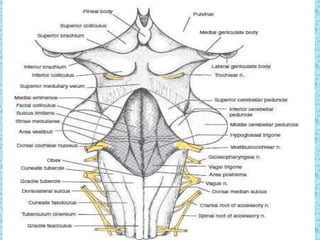 Detailed Anatomy of Medulla Oblongata ppt | PPTX