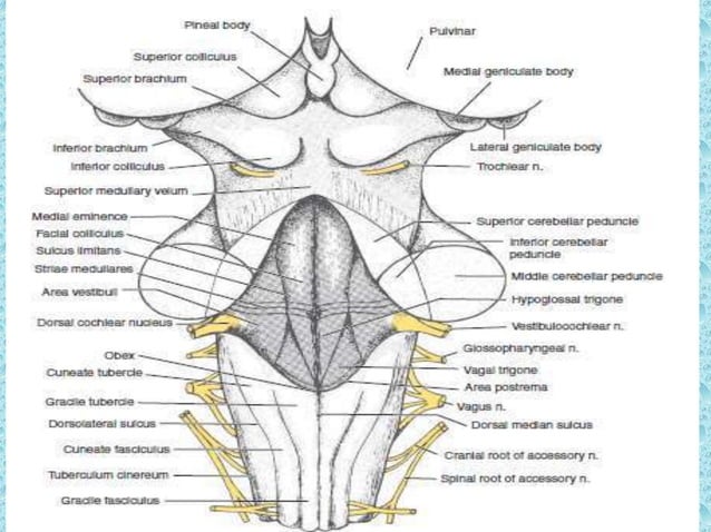 Detailed Anatomy of Medulla Oblongata ppt | PPTX | Brain and Nervous ...