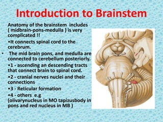 Detailed Anatomy of Medulla Oblongata ppt | PPTX