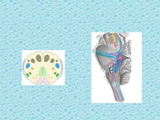 Detailed Anatomy of Medulla Oblongata ppt | PPTX