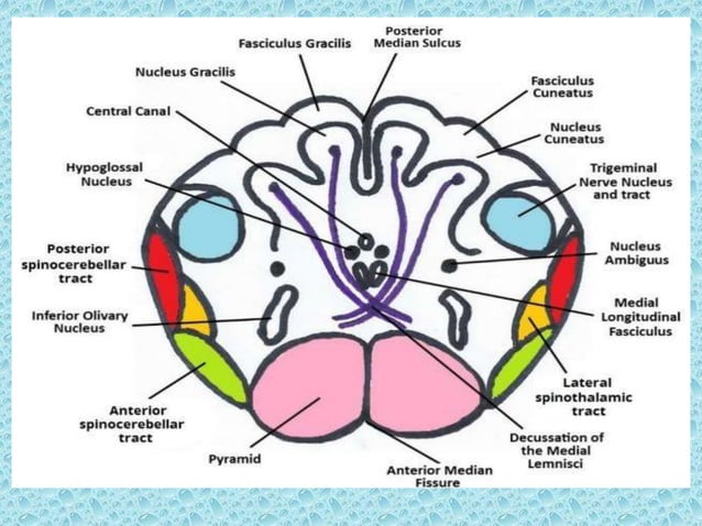 Detailed Anatomy of Medulla Oblongata ppt | PPTX | Brain and Nervous ...