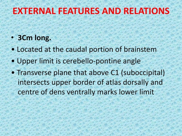 Detailed Anatomy of Medulla Oblongata ppt | PPTX | Brain and Nervous ...