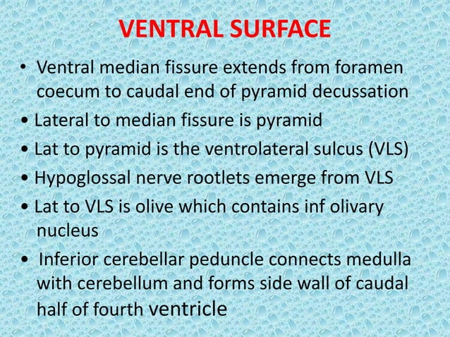 Detailed Anatomy of Medulla Oblongata ppt | PPTX | Brain and Nervous ...