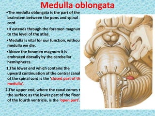 Detailed Anatomy of Medulla Oblongata ppt | PPT