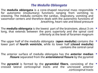 Comprehensive Overview of the Medulla Oblongata's Structure and ...