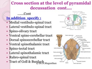 MEDULLA OBLONGATA - Prof.Dr.N.Mugunthan. KMMC.pdf