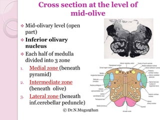 MEDULLA OBLONGATA - Prof.Dr.N.Mugunthan. KMMC.pdf