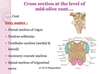 MEDULLA OBLONGATA - Prof.Dr.N.Mugunthan. KMMC.pdf