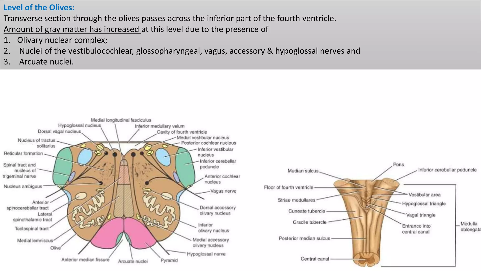 Medulla oblongata | PPTX