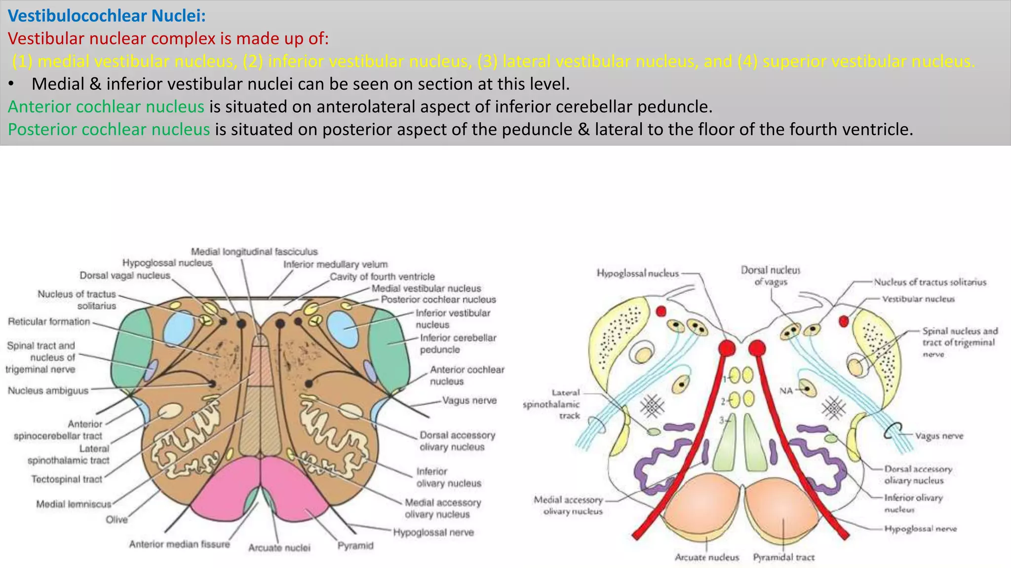 Medulla oblongata | PPTX