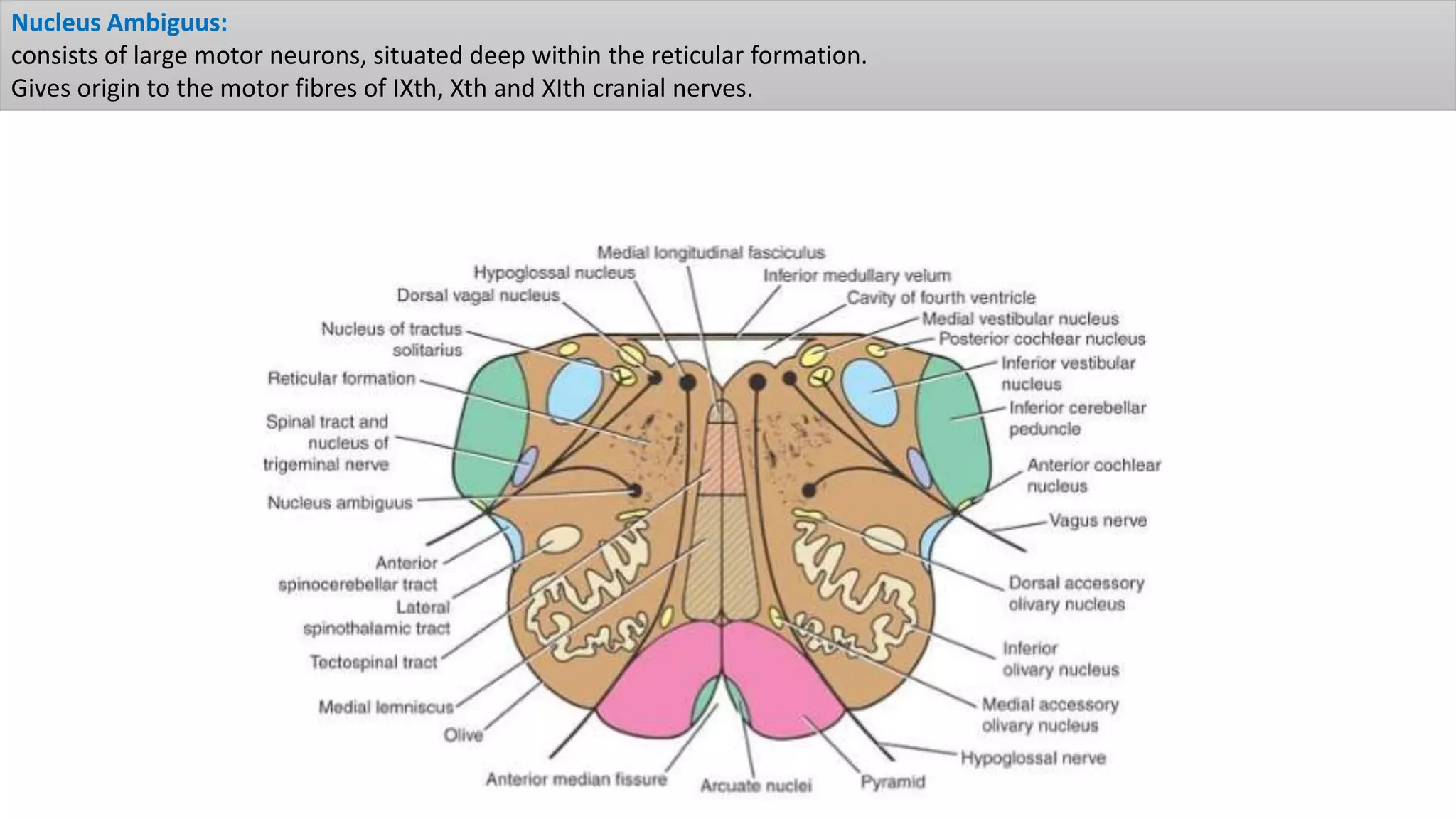Medulla oblongata | PPTX