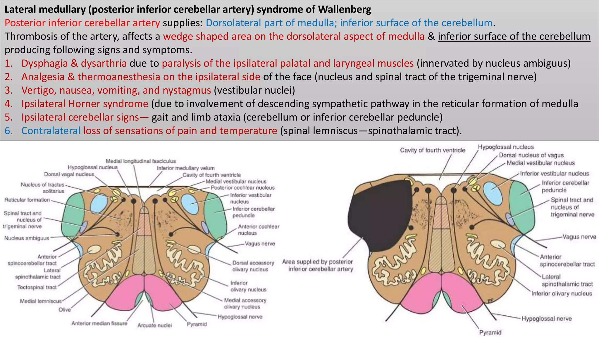 Medulla oblongata | PPTX