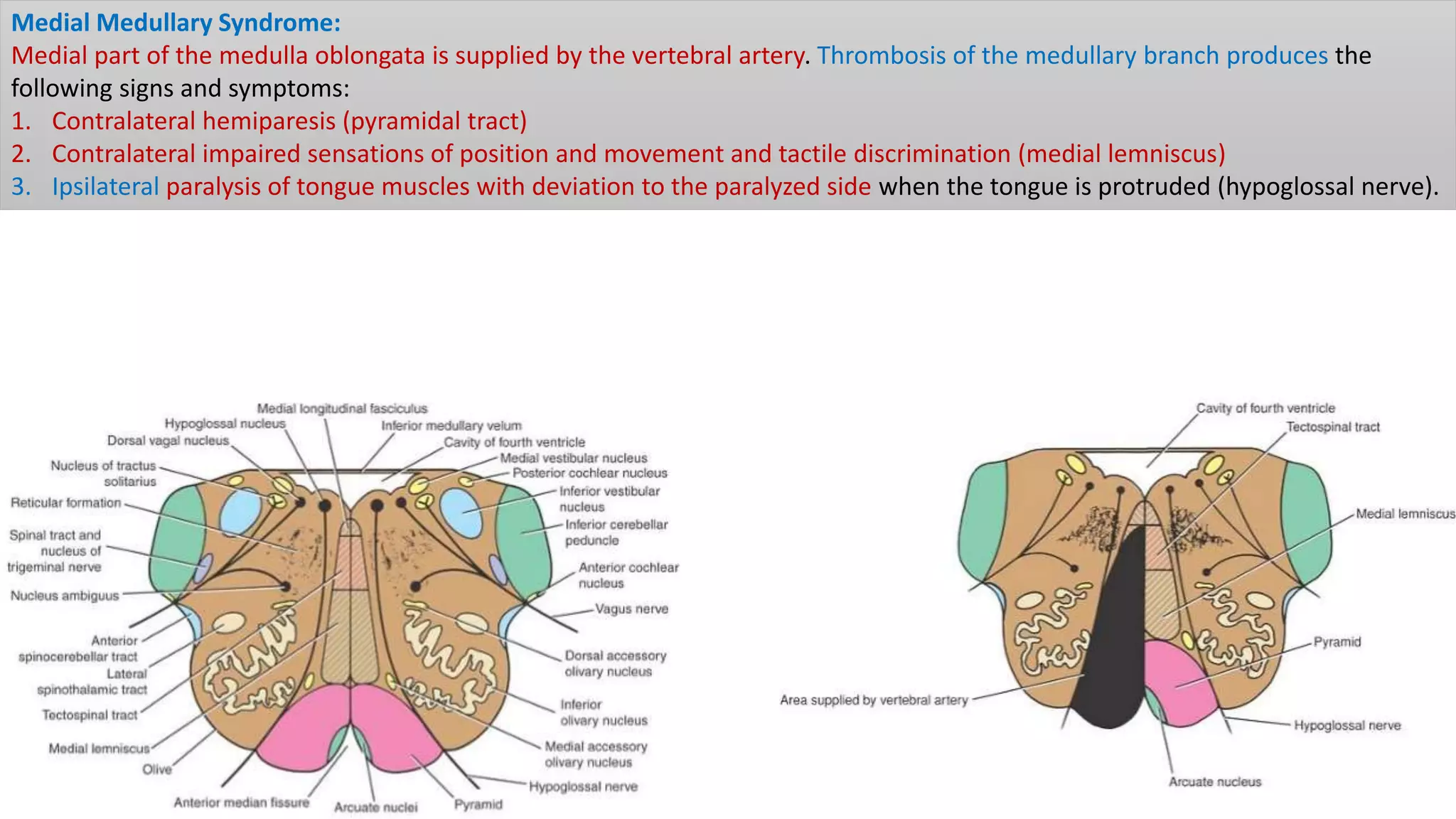 Medulla oblongata | PPTX