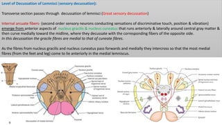 Medulla oblongata | PPTX