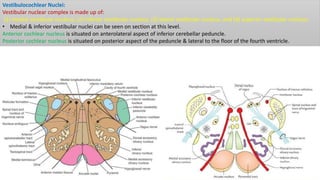 Medulla oblongata | PPTX