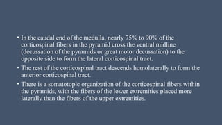 Medulla oblongata structure and syndromes.pptx