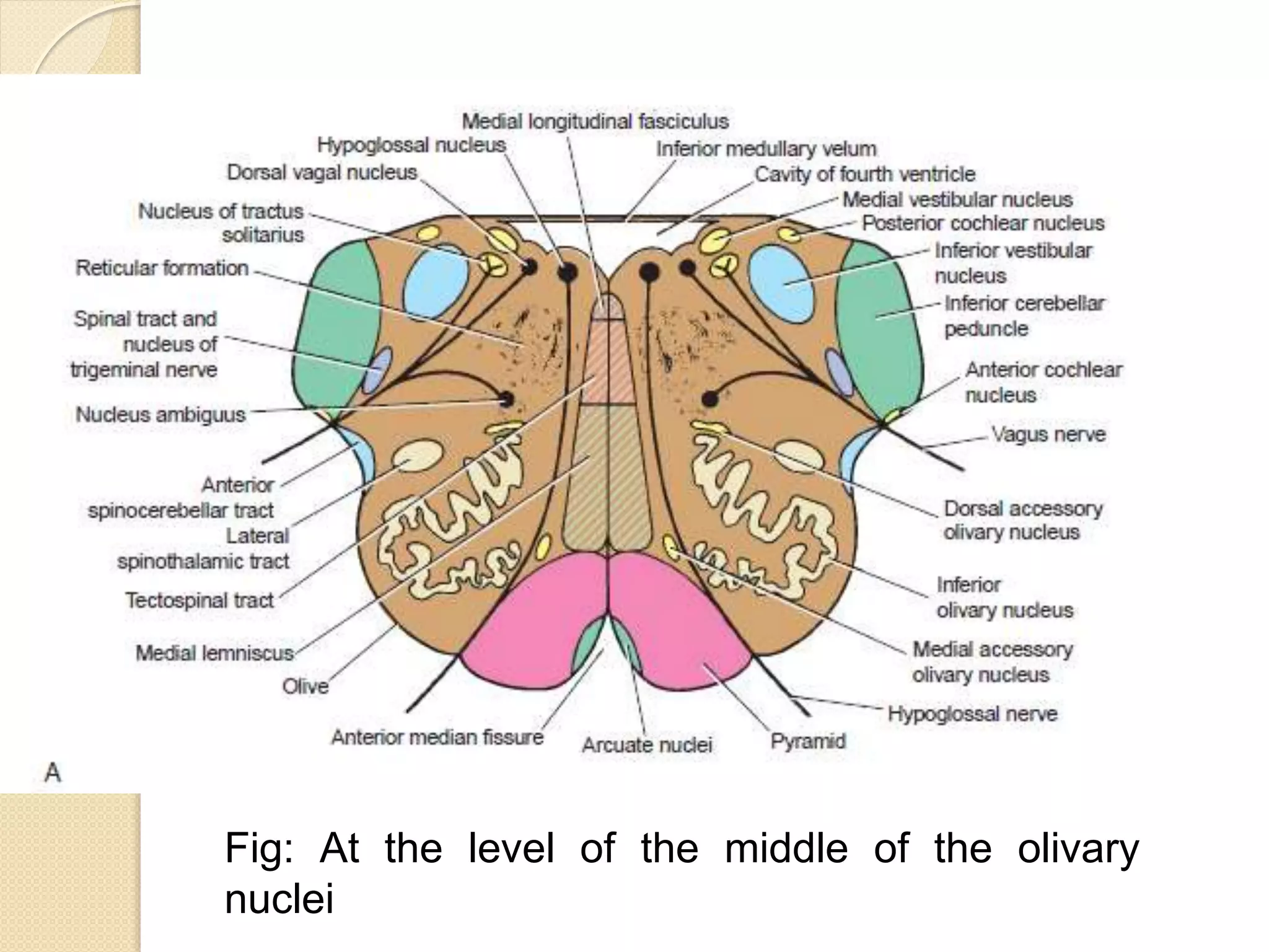 Medulla Oblongata | PPTX