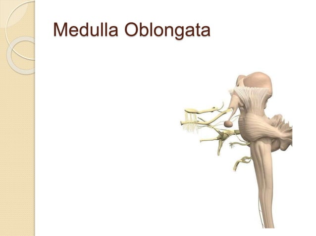 Medulla Oblongata | PPTX | Brain and Nervous System Disorders ...