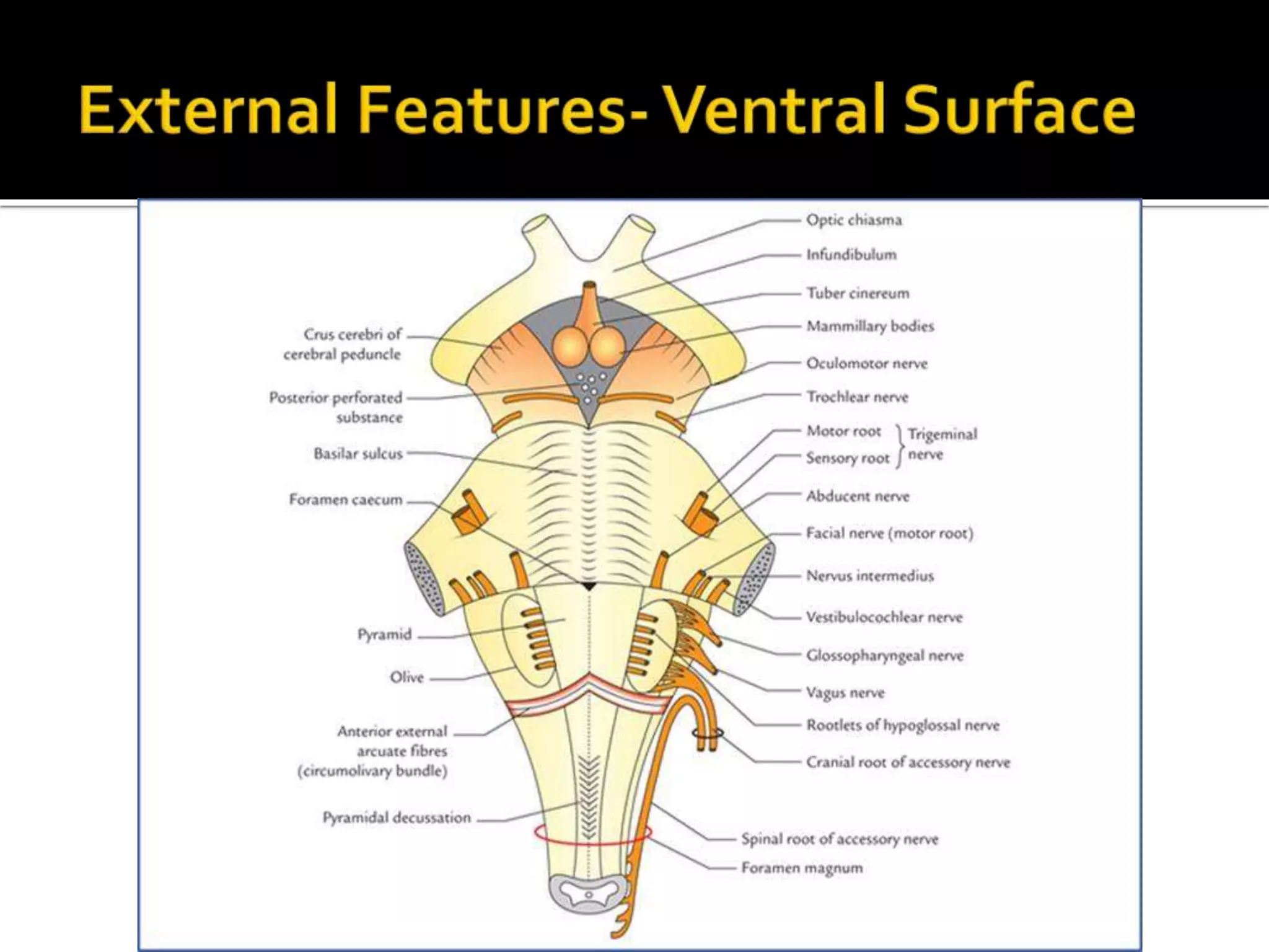 Anatomy of Medulla oblongata | PPT