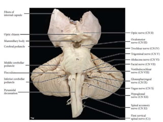 Medulla Oblongata Posterior View
