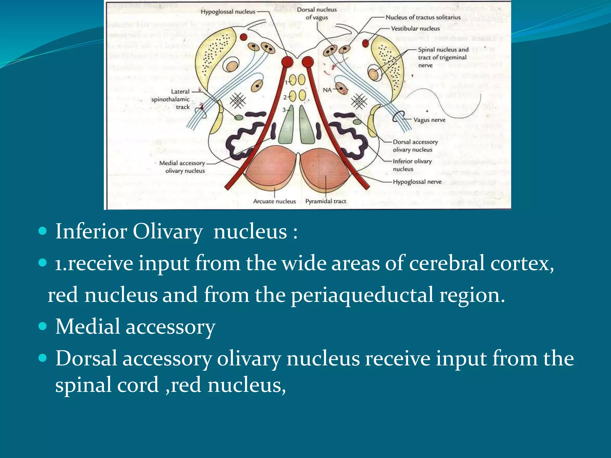 Medulla oplongata 22 04-16 | PPTX
