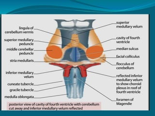 Medulla Oblongata Posterior View