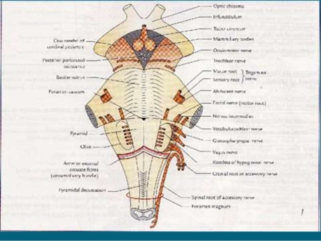 Medulla oplongata 22 04-16