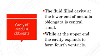 medulla Pharm D.pptx