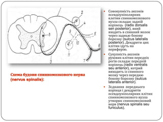 Medulla spinalis | PPT