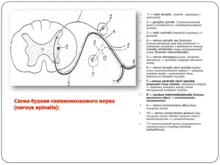 Medulla spinalis | PPTX