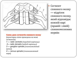 Medulla spinalis | PPTX