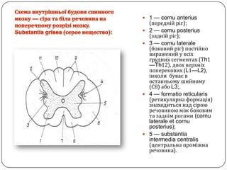 Medulla spinalis | PPTX