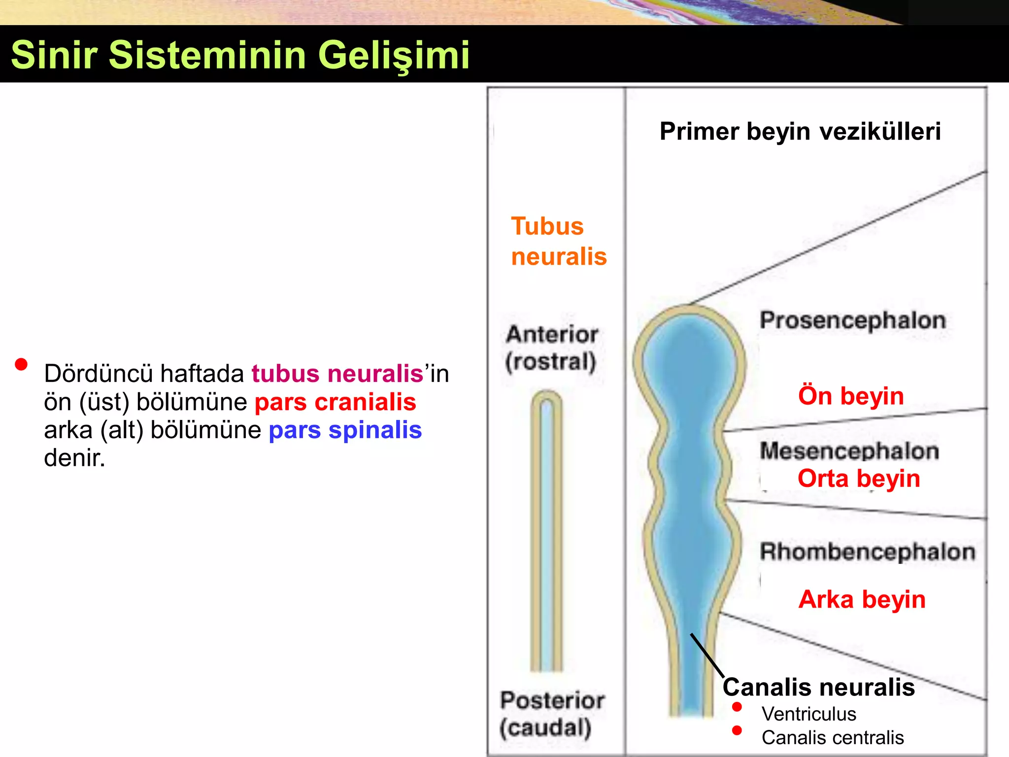 Medulla Spinalis.pdf
