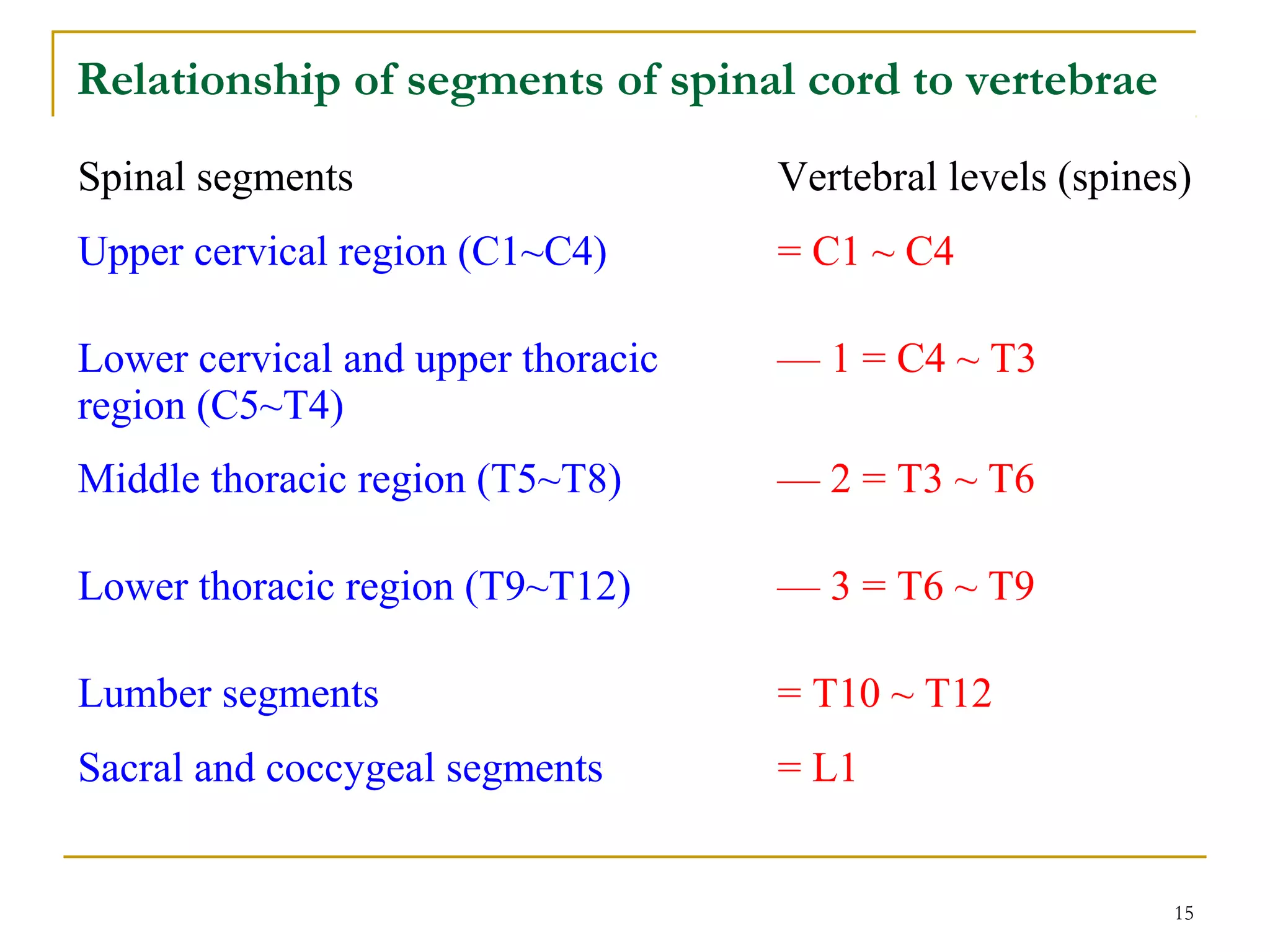 Medulla spinalis (2) | PPT
