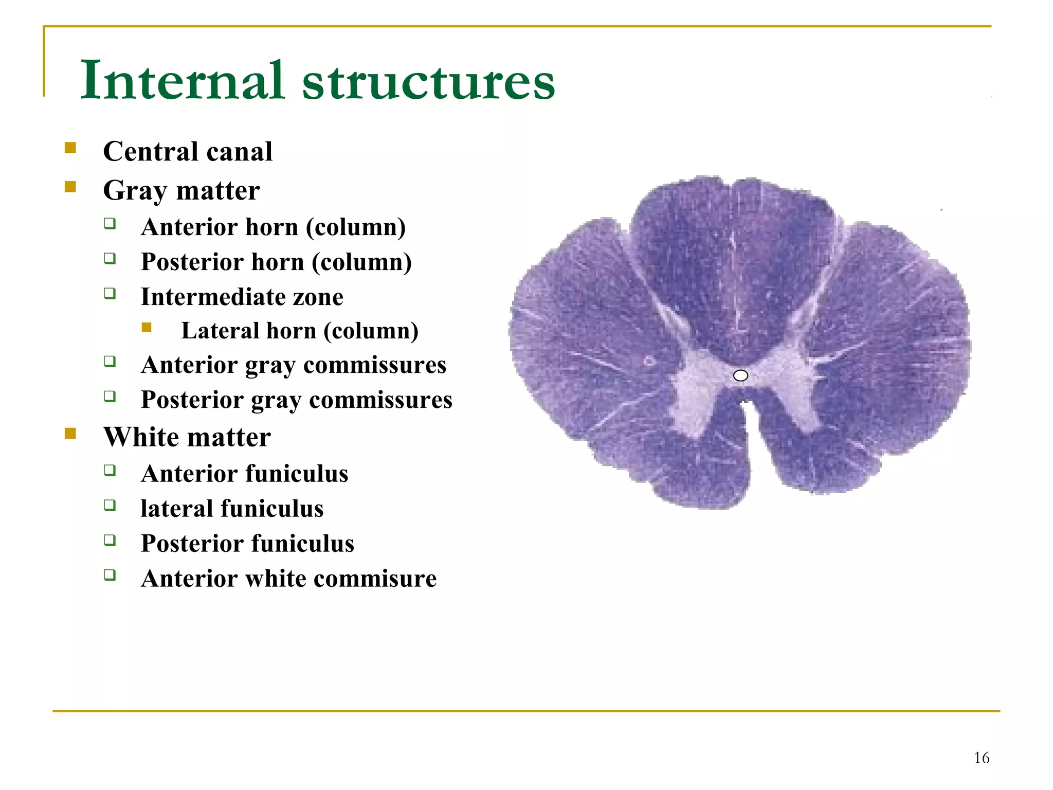 Medulla spinalis (2) | PPT