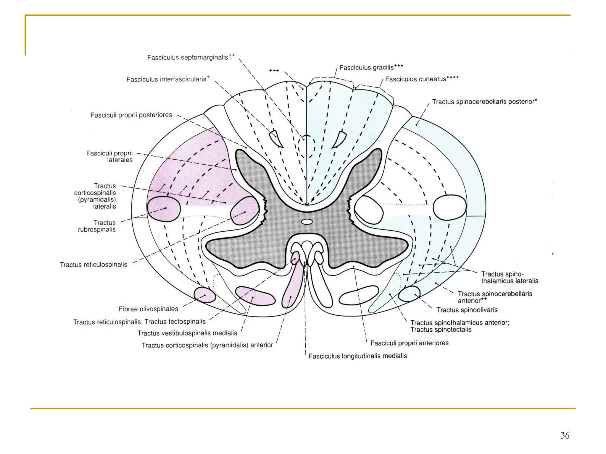Medulla spinalis (2) | PPT