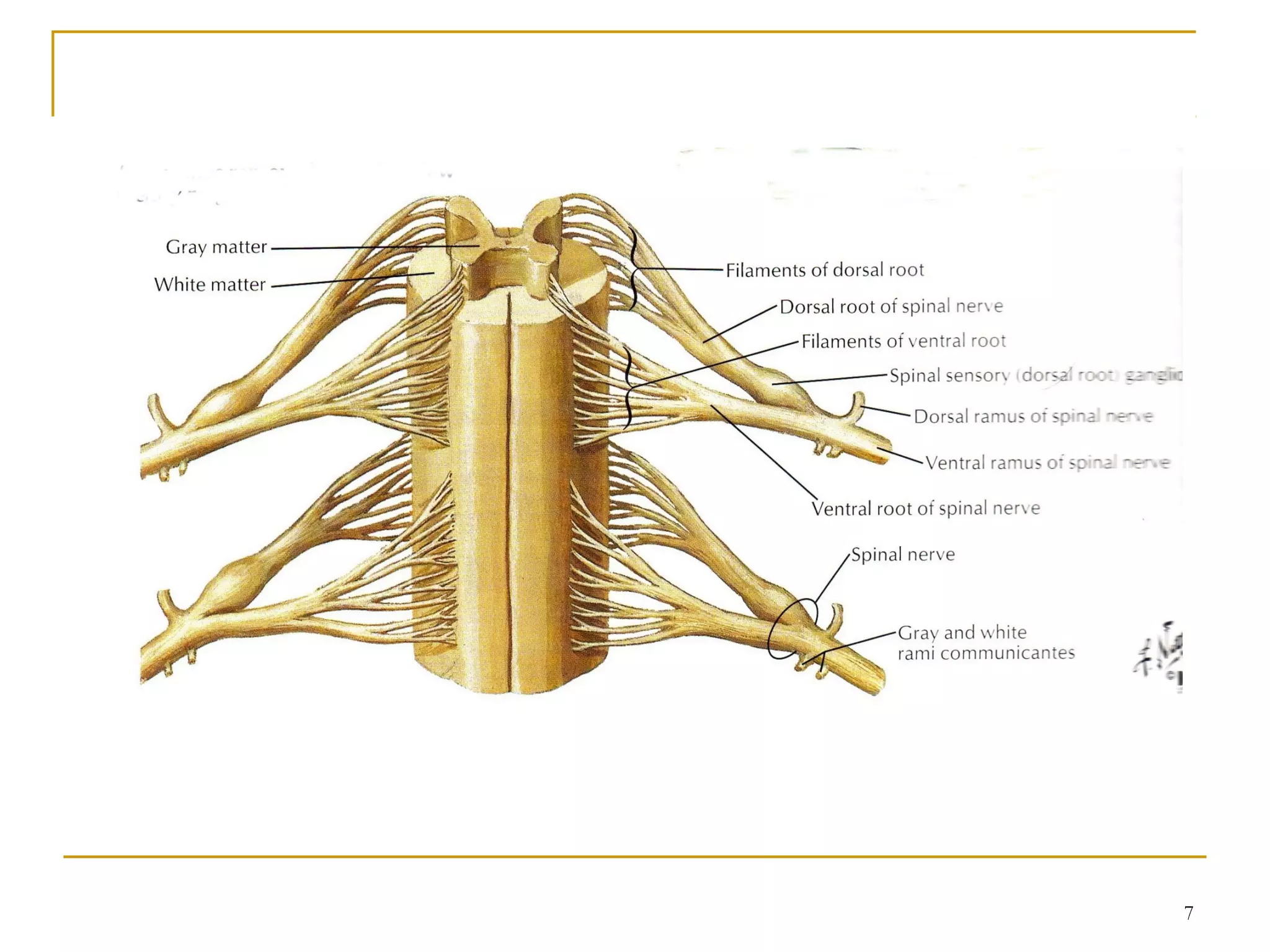 Medulla spinalis (2) | PPT