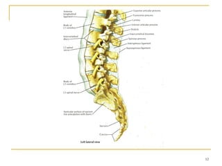 Medulla spinalis (2) | PPT