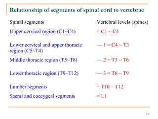Medulla spinalis (2) | PPT