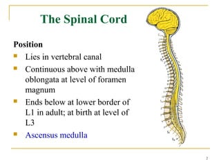 Medulla spinalis (2) | PPT