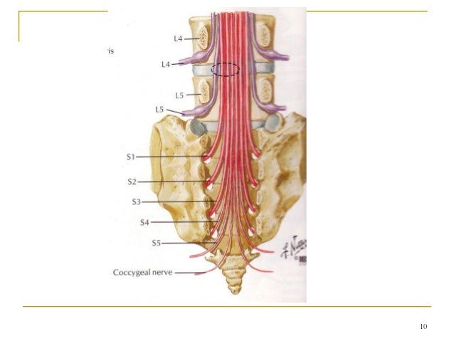 Medulla spinalis (2)