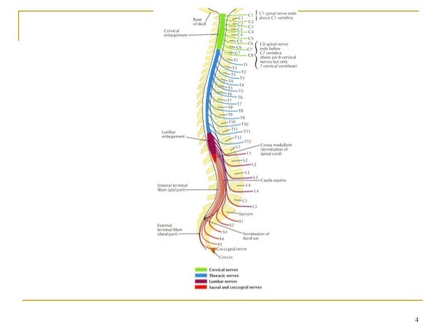 Medulla spinalis (2)