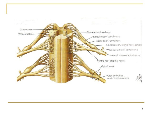 Medulla spinalis (2)