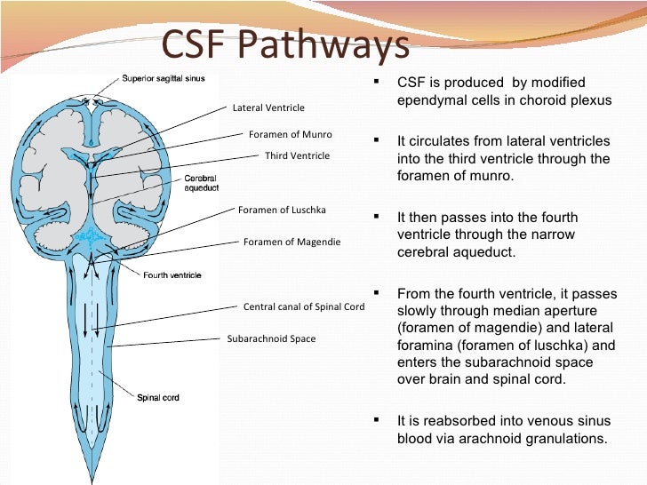 Diagnosis, Treatment & Management of Medulloblastoma