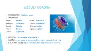 MEDUSA CORONA | PPT